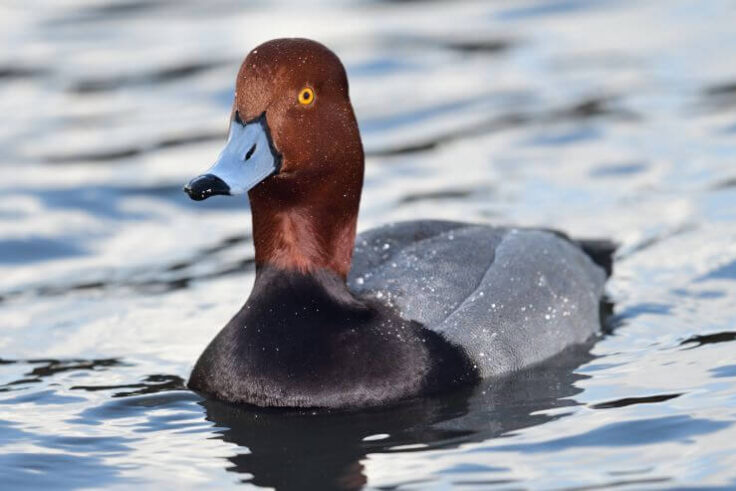 Winter Migratory Birds of Florida (With Pictures) - AviBirds