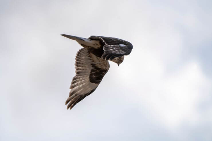 Hawks in Arkansas (With Pictures) - Avibirds.com