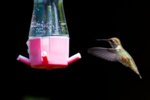 11 Hummingbirds in Georgia (With Pictures) - AviBirds