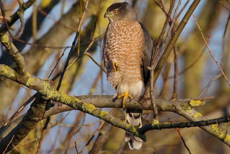 9 Hawks in Missouri (With Pictures) - Avibirds.com