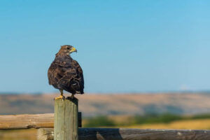 9 Hawks in Missouri (With Pictures) - AviBirds