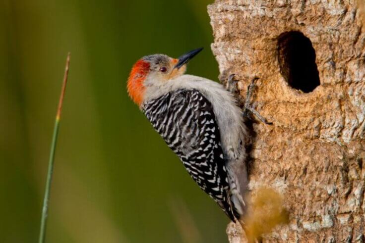 Avian Alliances: Exploring the Fascinating World of Bird Symbiosis