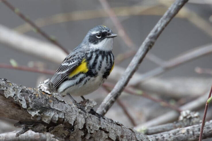 Winter Migratory Birds of Florida (With Pictures) - AviBirds