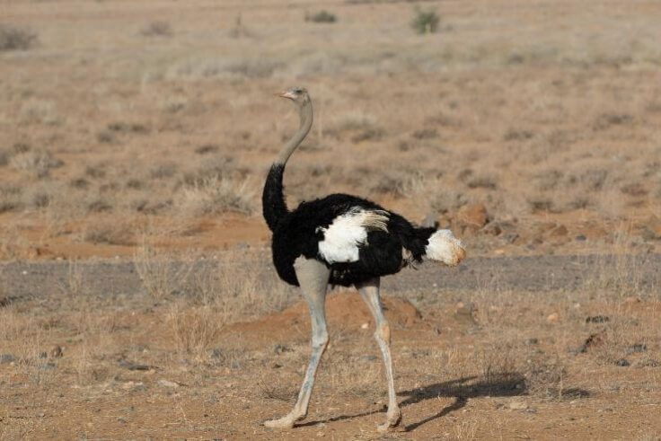 The Somali Ostrich (Struthio molybdophanes) - Avibirds.com