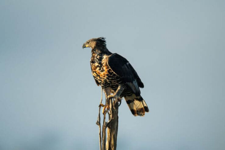 Birds of the African Rainforests (With Pictures) - Avibirds.com