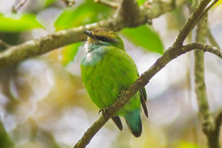 Birds of Africa - Continental Bird Guides