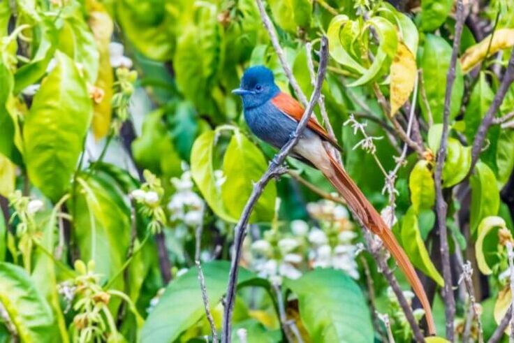 Birds of the African Savanna (With Pictures) - AviBirds
