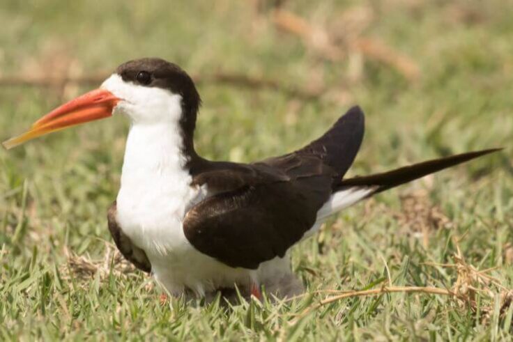 Birds eating fish (With Pictures) - Avibirds.com
