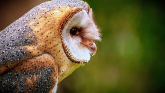 Avibirds - All About Birds and Birding