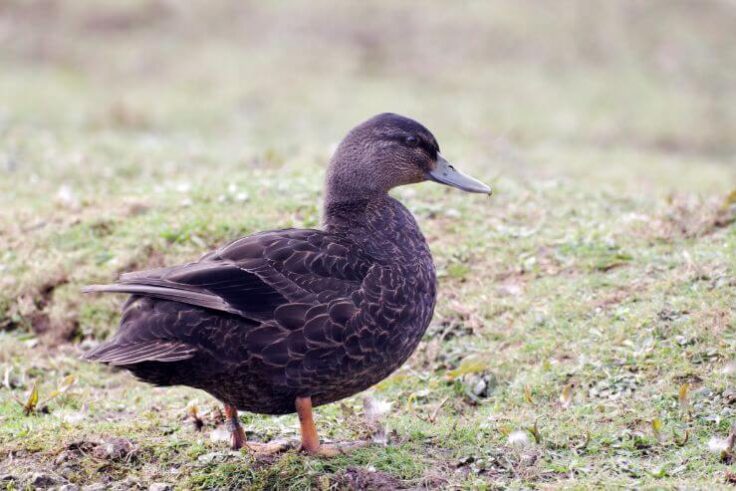 20 Ducks in Indiana (With Pictures) - Avibirds.com