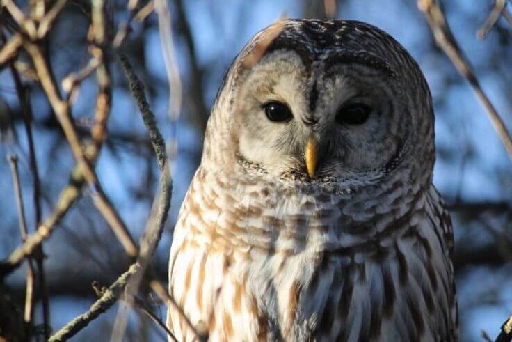 10 Owls in Kansas (With Pictures) - Avibirds.com