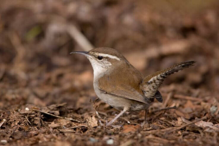 13 Beautiful Birds in Mexico (With Pictures) - AviBirds