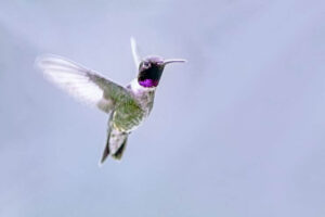 Hummingbirds in Indiana (With Pictures) - Avibirds.com