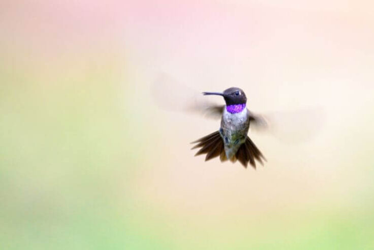 Hummingbirds in Tennessee (With Pictures) - Avibirds.com