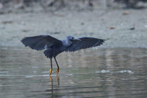 Birds eating fish (With Pictures) - AviBirds