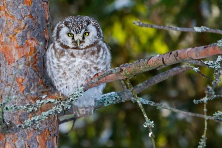 15 Owls in Washington (With Pictures) - Avibirds.com