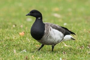 7 Geese in Texas (With Pictures) - Avibirds.com