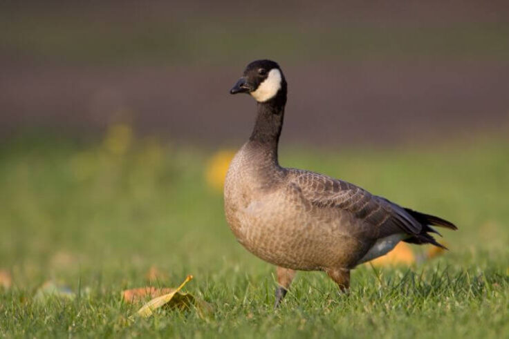 7 Geese in Texas (With Pictures) - AviBirds