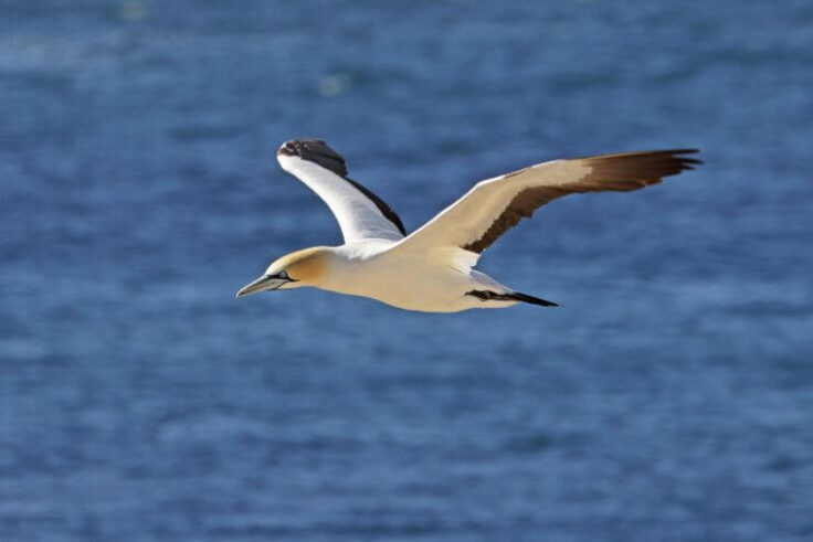 Birds eating fish (With Pictures) - Avibirds.com