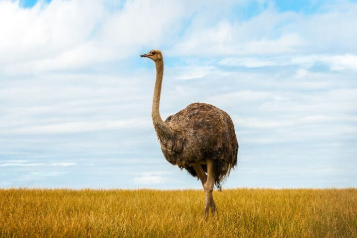 The Somali Ostrich (Struthio molybdophanes) - Avibirds.com