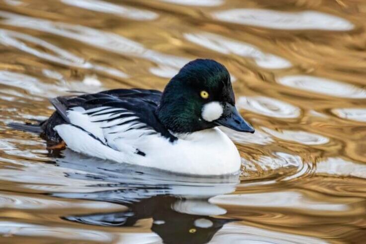 20 Ducks in Indiana (With Pictures) - Avibirds.com