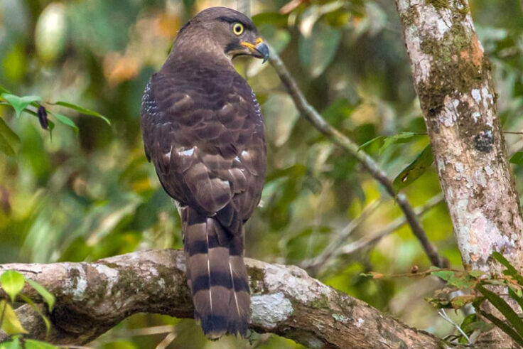 Birds of the African Rainforests (With Pictures) - Avibirds.com