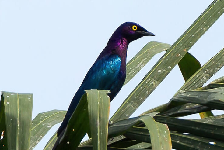 Birds of the African Rainforests (With Pictures) - AviBirds