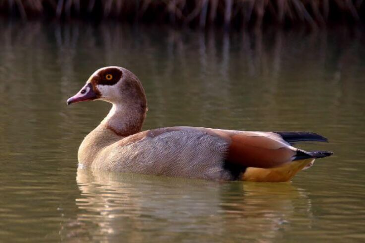 7 Geese in Texas (With Pictures) - AviBirds