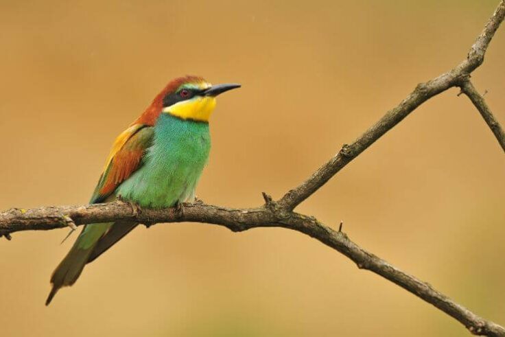 Birds of the African Savanna (With Pictures) - AviBirds