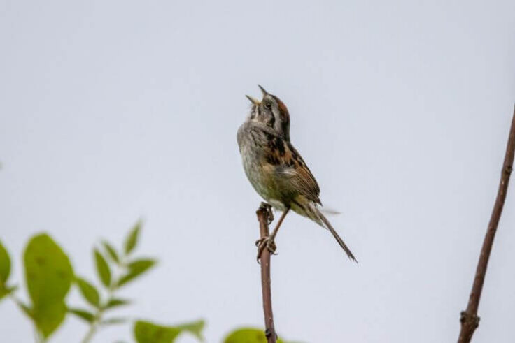 20 Sparrows in Indiana (With Pictures) - Avibirds.com