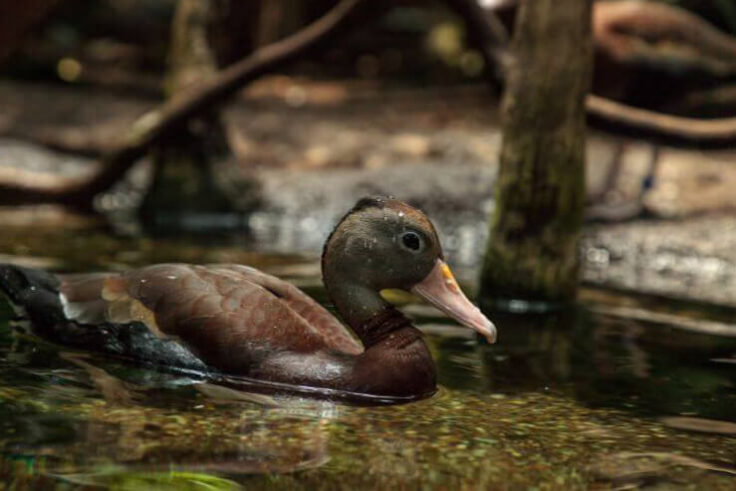 23 Ducks in Texas (With Pictures) - Avibirds.com
