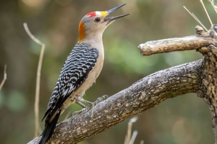 13 Beautiful Birds in Mexico (With Pictures) - AviBirds
