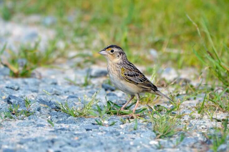 22 Sparrows in Illinois (With Pictures) - Avibirds.com