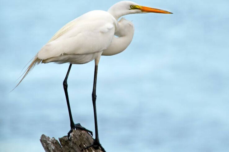 13 Beautiful Birds in Mexico (With Pictures) - Avibirds.com
