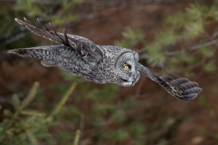 15 Owls in Washington (With Pictures) - Avibirds.com