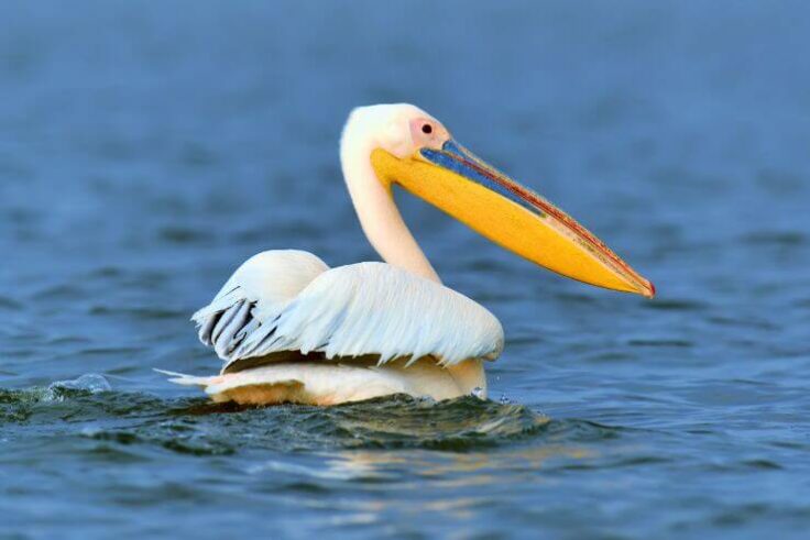 Birds eating fish (With Pictures) - Avibirds.com