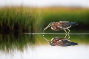 Birds eating fish (With Pictures) - Avibirds.com