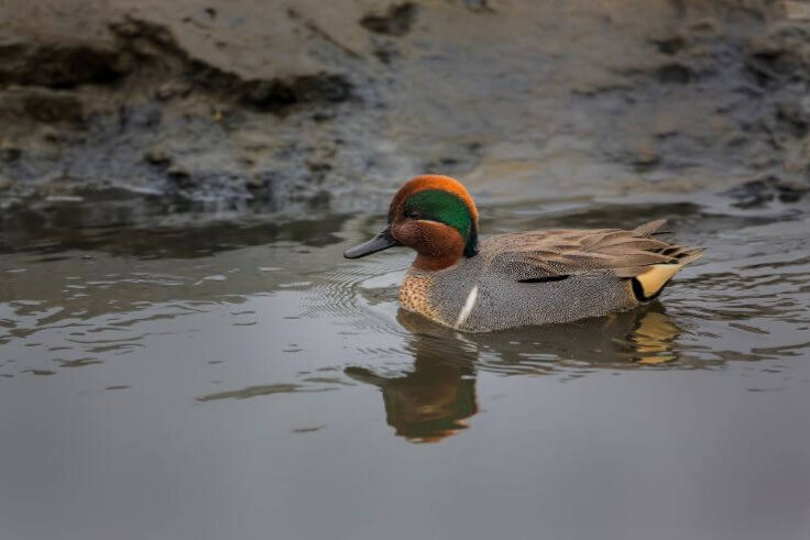 23 Ducks in Texas (With Pictures) - Avibirds.com