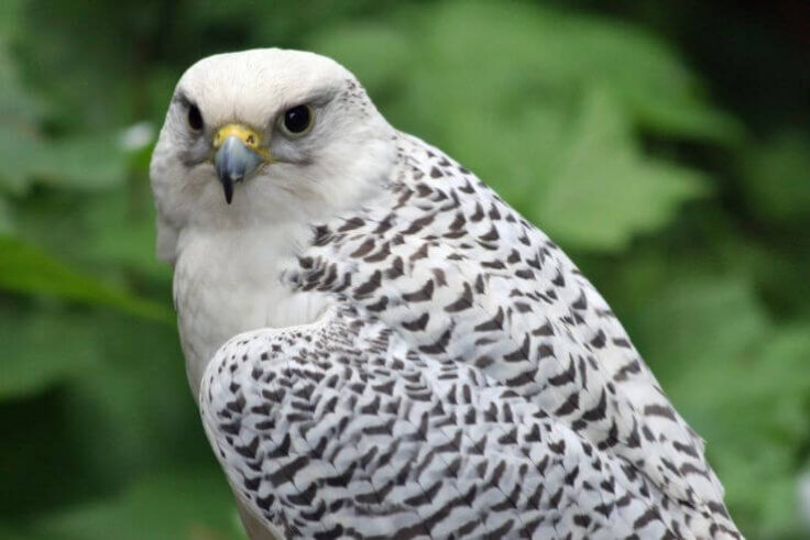 5 Falcons in Wisconsin (With Pictures) - AviBirds