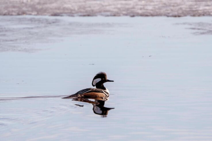20 Ducks in Indiana (With Pictures) - Avibirds.com