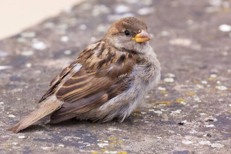 22 Sparrows in Illinois (With Pictures) - Avibirds.com