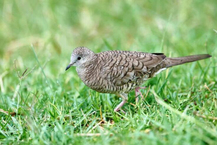 13 Beautiful Birds in Mexico (With Pictures) - Avibirds.com