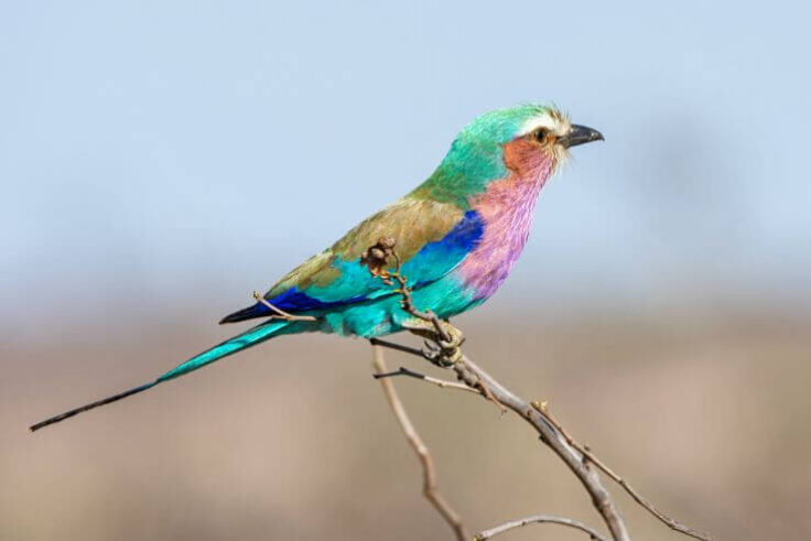 Birds of the African Savanna (With Pictures) - AviBirds
