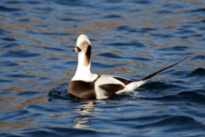 23 Ducks in Texas (With Pictures) - Avibirds.com