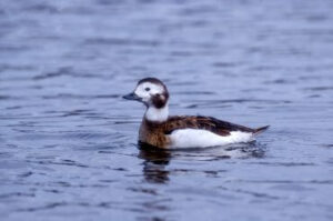 Types of Sea Ducks (Mergini) (With Pictures) - Avibirds.com