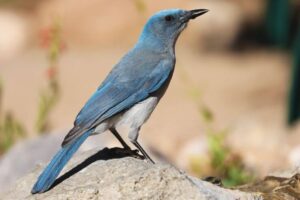 13 Beautiful Birds in Mexico (With Pictures) - AviBirds