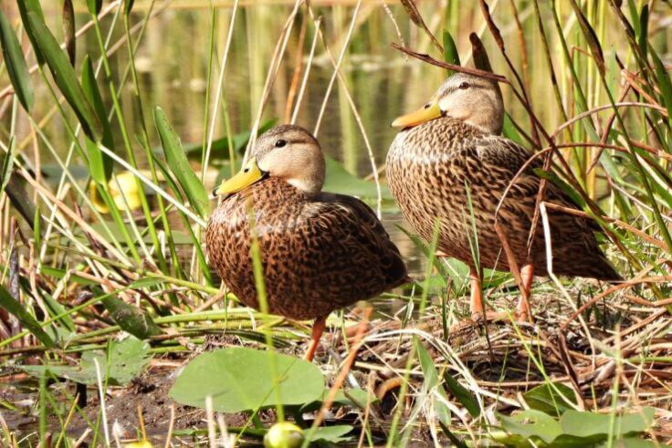 23 Ducks in Texas (With Pictures) - Avibirds.com
