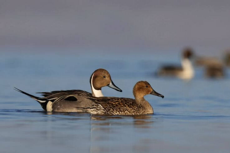 20 Ducks in Indiana (With Pictures) - Avibirds.com