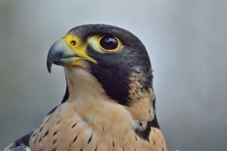 5 Falcons in Wisconsin (With Pictures) - AviBirds