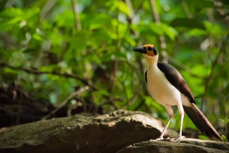 Birds of the African Rainforests (With Pictures) - AviBirds